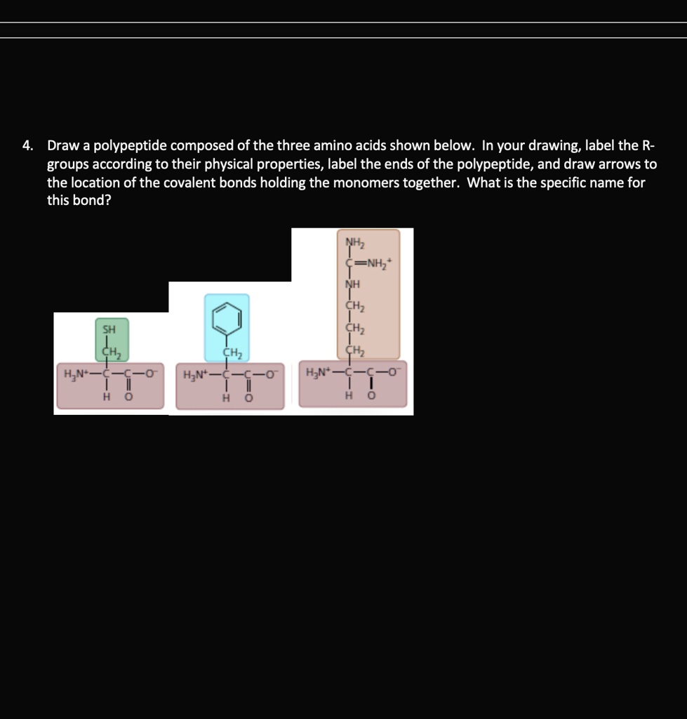 4. Draw a polypeptide composed of the three amino acids shown below. In ...