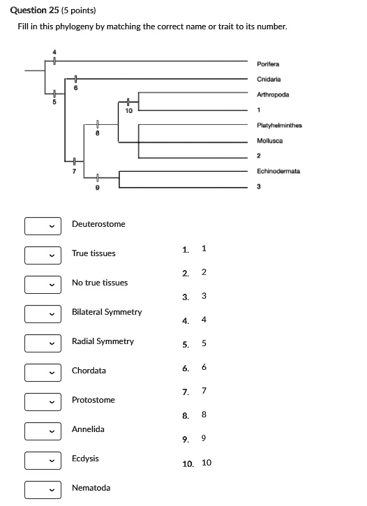 SOLVED: Question 25 (5 points) Fill in this phylogeny by matching the ...