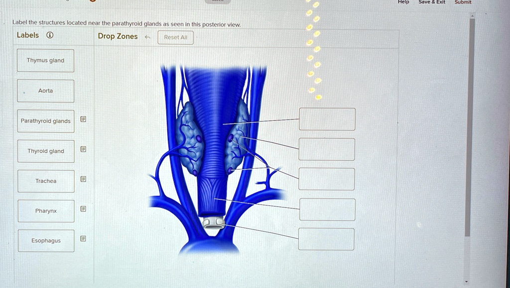 Label the structures located near the parathyroid glands as seen in ...