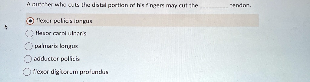 a butcher who cuts the distal portion of his fingers may cut the tendon ...