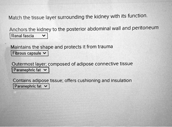 Match the tissue layer surrounding the kidney with its function ...
