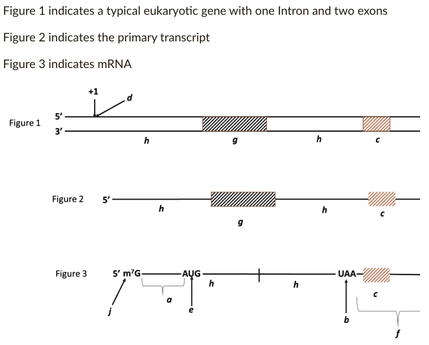 Figure 1 indicates a typical eukaryotic gene with one Intron and two ...