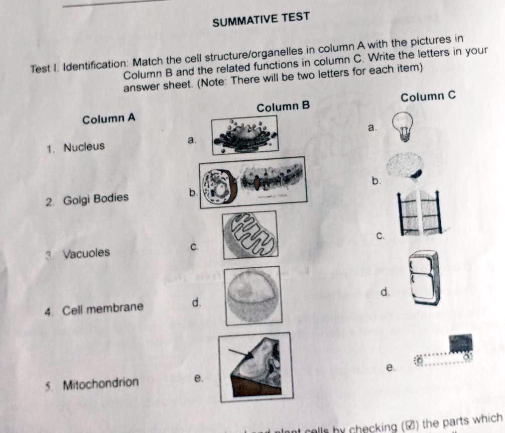 SUMMATIVE TEST Test I. Identification: Match the cell structure ...