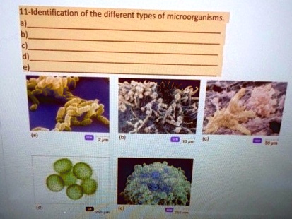 11 identification of the different types of microorganisms a 11 ...