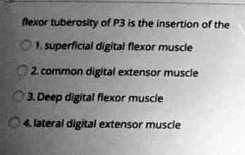 SOLVED: The flexor tuberosity of P3 is the insertion of the 1 ...