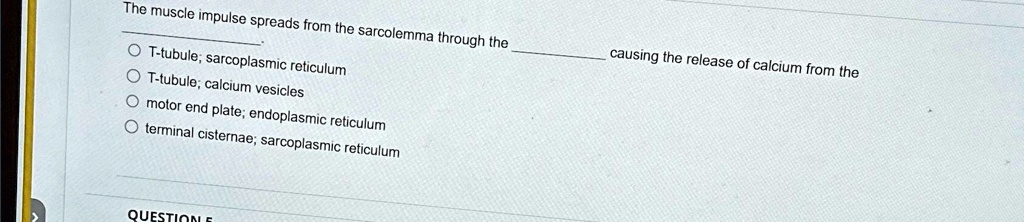 The muscle impulse spreads from the sarcolemma through the causing the ...