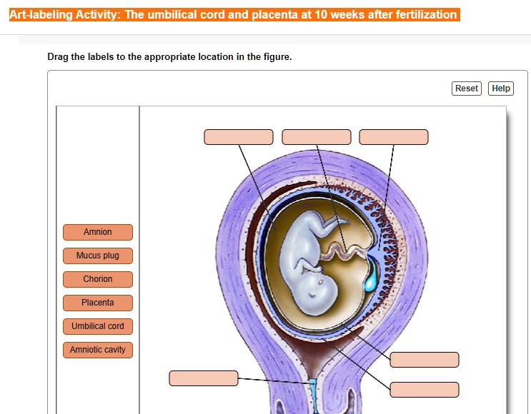Art-labeling Activity: The umbilical cord and placenta at 10 weeks ...