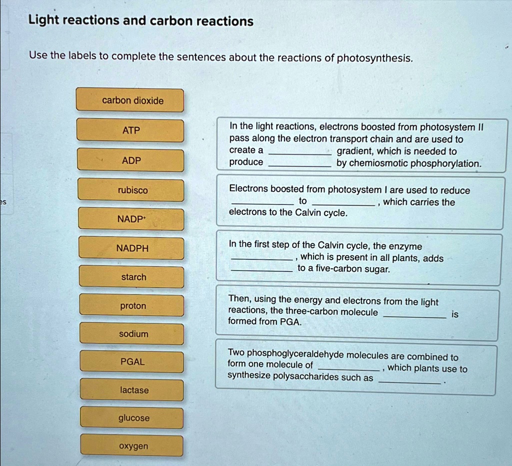 Light reactions and carbon reactions Use the labels to complete the ...