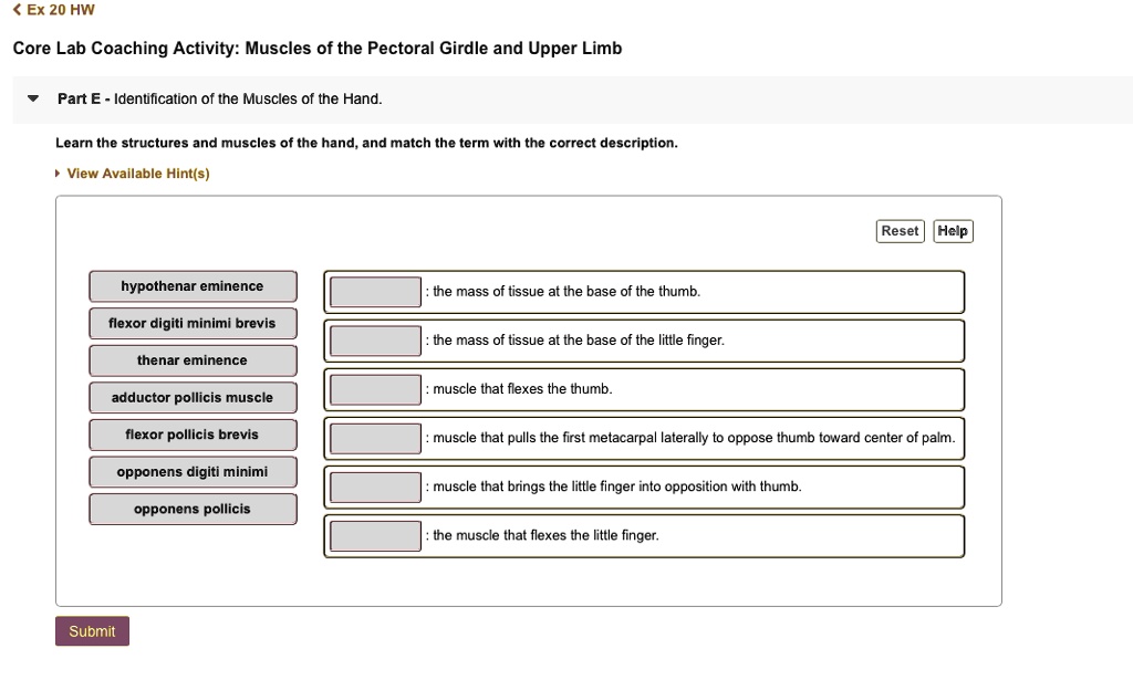 SOLVED: Ex 20 HW Core Lab Coaching Activity: Muscles of the Pectoral ...