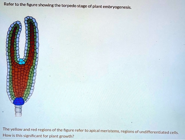 SOLVED:Refer to the ngure = showing the torpedo stage of plant ...