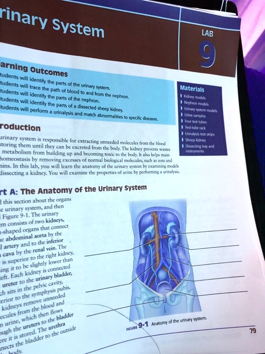 rinary System LAB 9 arning Outcomes students will identify the parts of ...