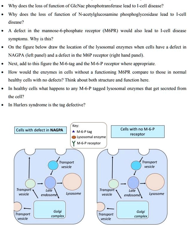 SOLVED: Why does the loss of function of GlcNAc phosphotransferase lead ...