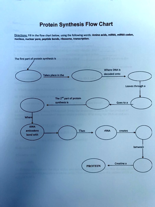 Protein synthesis flow chart direstions fil in the flow...