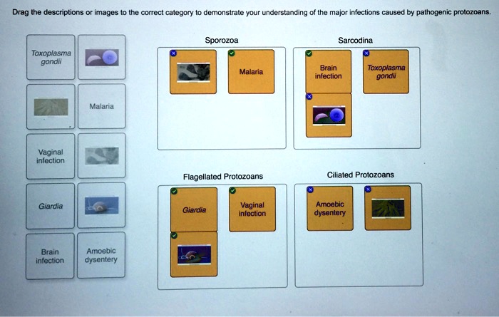 Drag the descriptions or images to the correct category to demonstrate ...