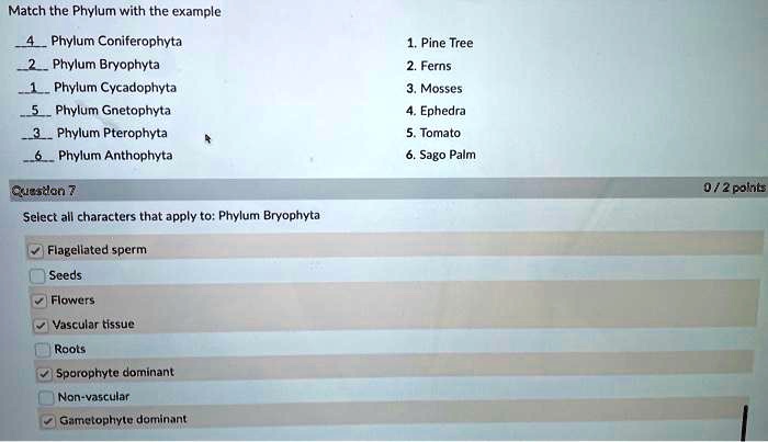 Solved Match The Phylum With The Example Phylum Coniferophyta Pine