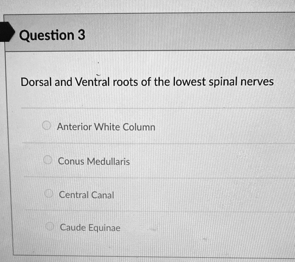 SOLVED: Question 3 Dorsal and Ventral roots of the lowest spinal nerves ...