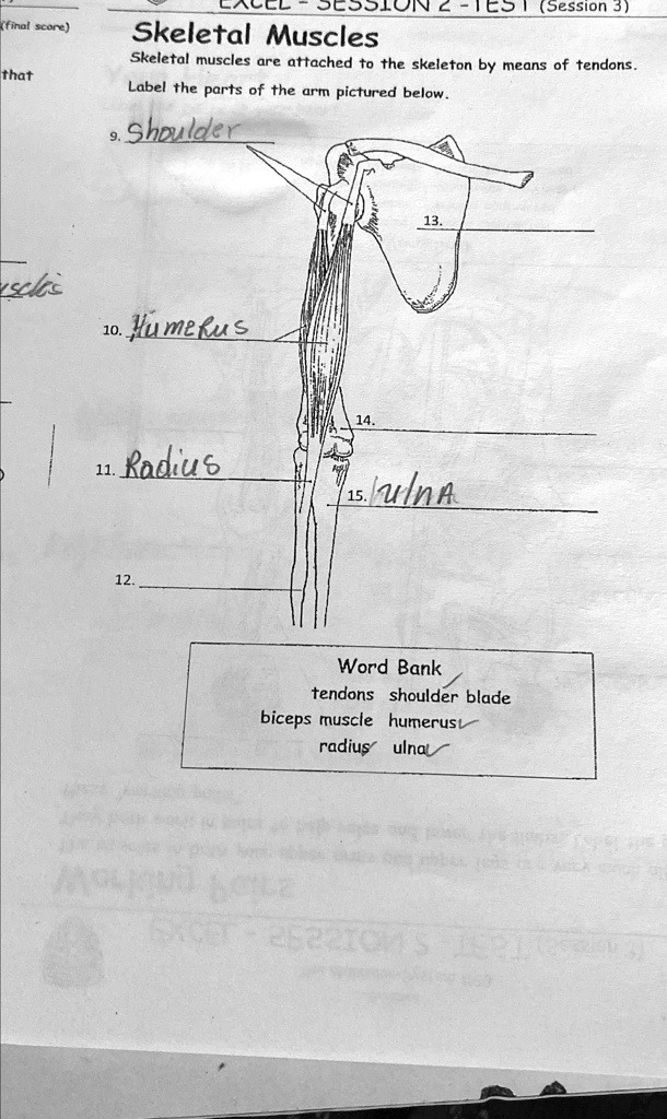 Skeletal Muscles Skeletal muscles are attached to the skeleton by means ...