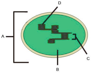 SOLVED: 'Identify structure A. Identify structure B. Identify structure C. Identify structure D.