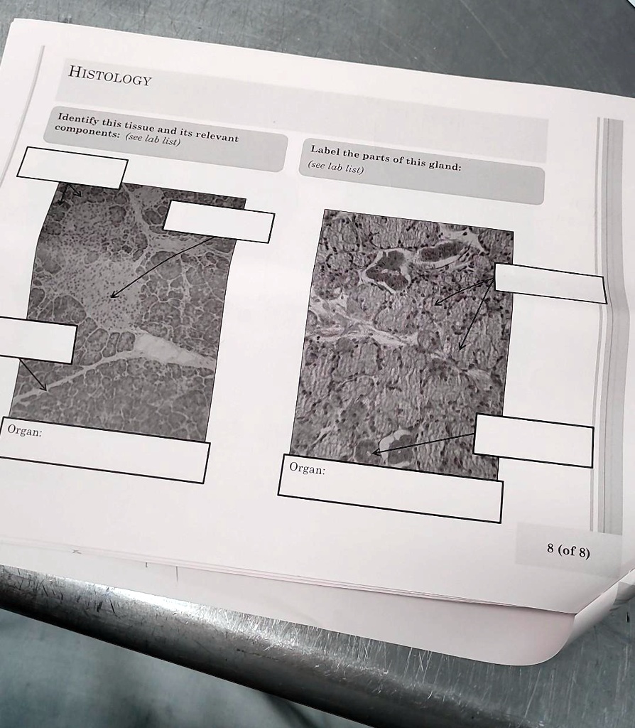 SOLVED: HISTOLOGY Components: (see lab list) Identify this tissue and its relevant parts. (see ...