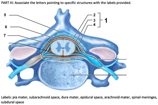 Epidural Space Dura Mater