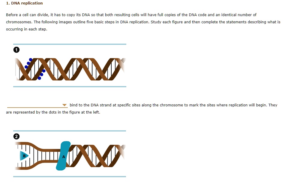 SOLVED: 1. DNA replication Before cell can divide it has to copy its ...