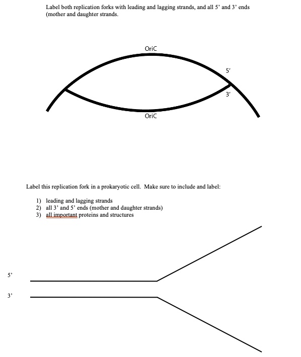 SOLVED: Label both replication forks with leading an lagging strands ...