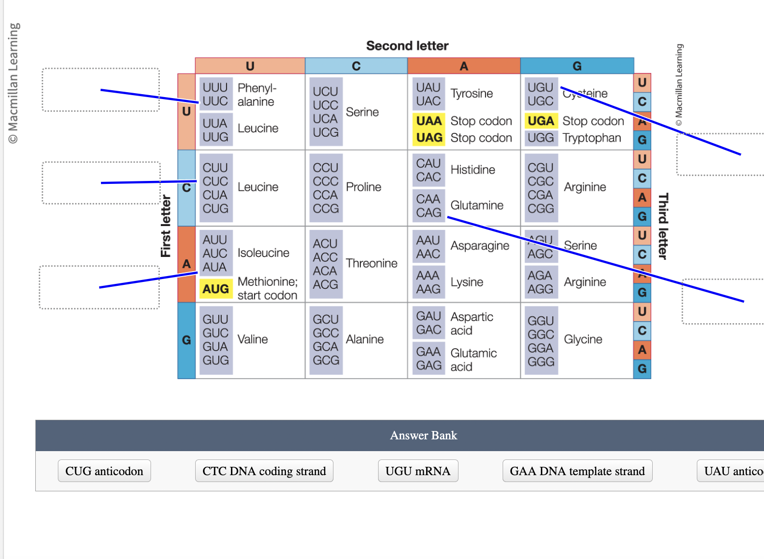 second letter answer bank cug anticodon ctc dna coding strand ugu mrna ...