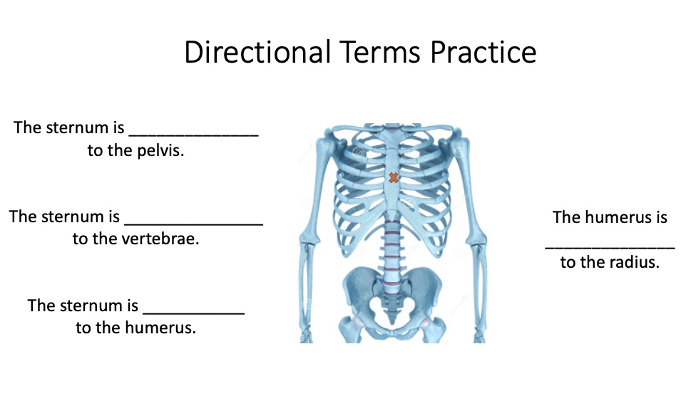 The sternum is to the pelvis. Directional Terms Practice The sternum is ...