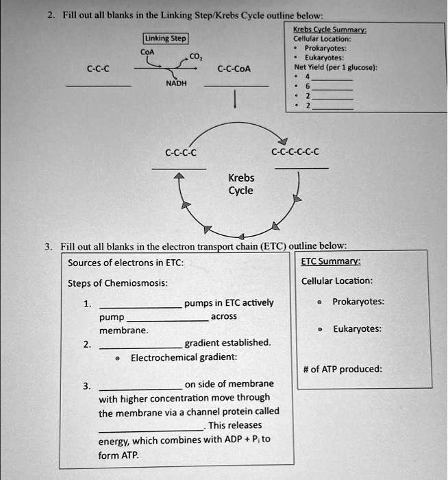 SOLVED: 2. Fill out all blanks in the Linking Step/Krebs Cycle outline ...
