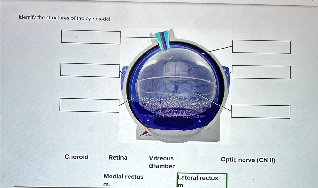identify the structures of the eye model choroid retina vitreous optic ...