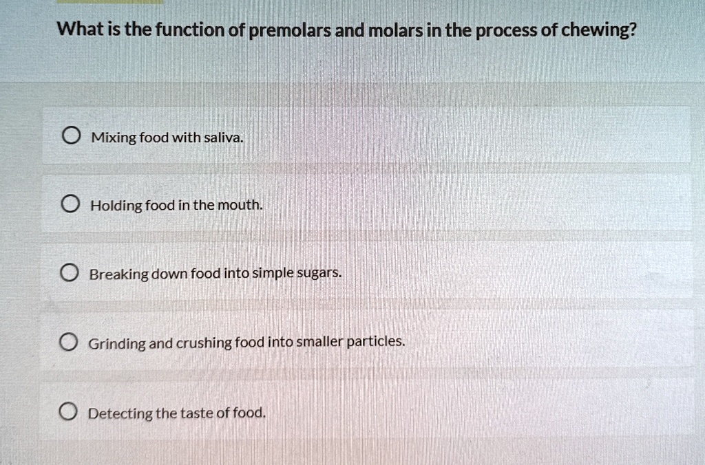 What is the function of premolars and molars in the process of chewing ...