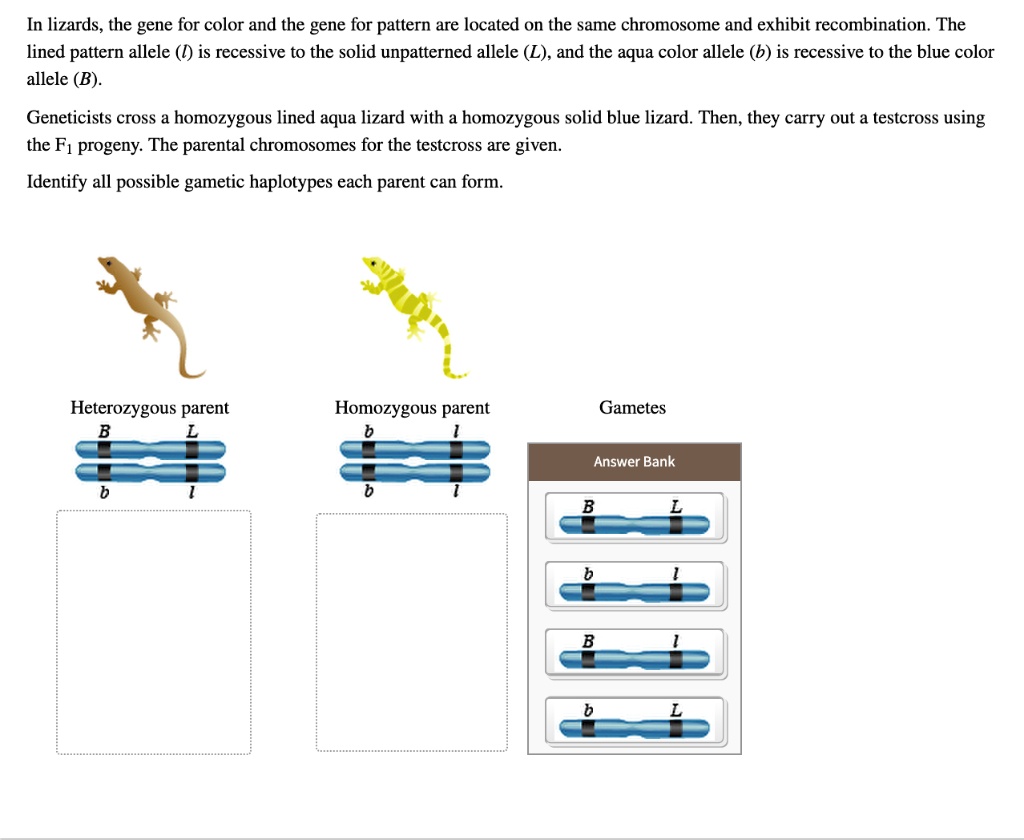 in lizards the gene for color and the gene for pattern are located on ...