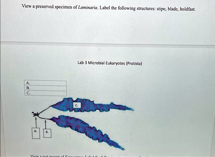 View a preserved specimen of Laminaria. Label the following structures ...