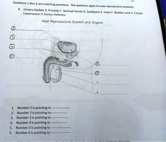 Questions 1 thru 6 are matching questions. The questions apply to male ...