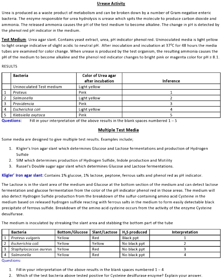 SOLVED: Urease Activity Urea is produced as a waste product of ...
