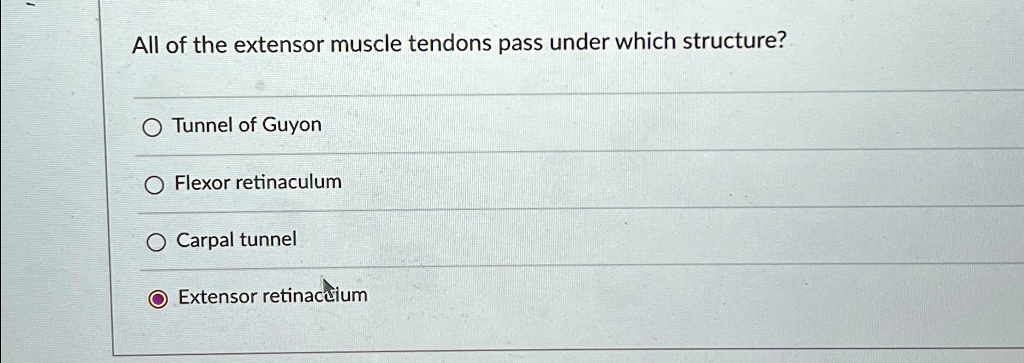 All of the extensor muscle tendons pass under which structure? Tunnel ...