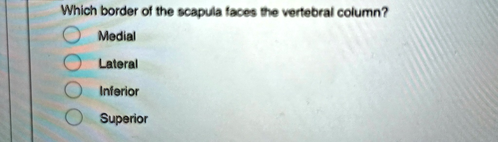 which border of the scapula faces the vertebral column medial lateral ...