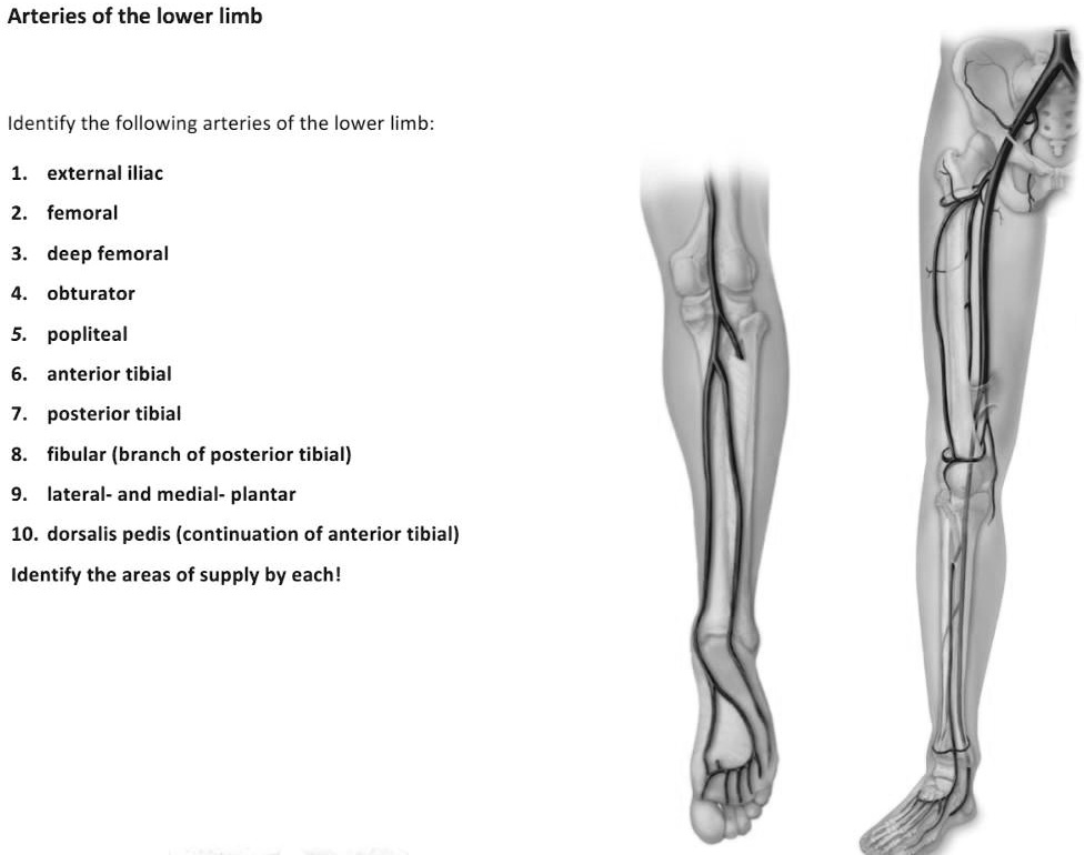 Arteries of the lower limb Identify the following arteries of the lower ...