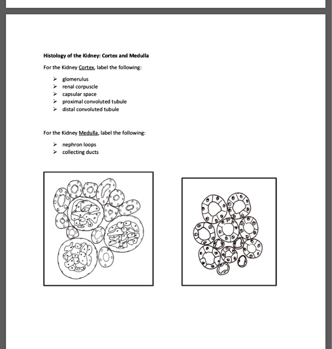 Histology of the Kidney: Cortex and Medulla For the Kidney Cortex ...