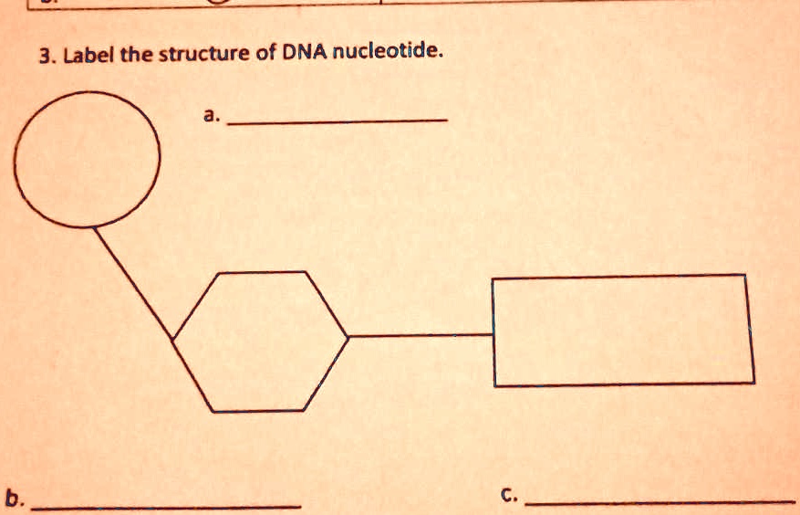 SOLVED: 3. Label the structure of DNA nucleotide. Please provide a ...