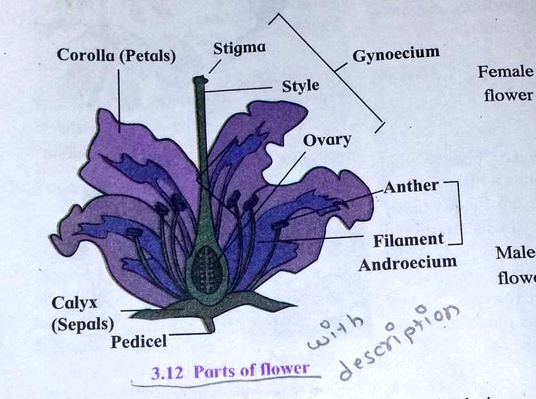 Parts Of Flower Androecium And Gynoecium