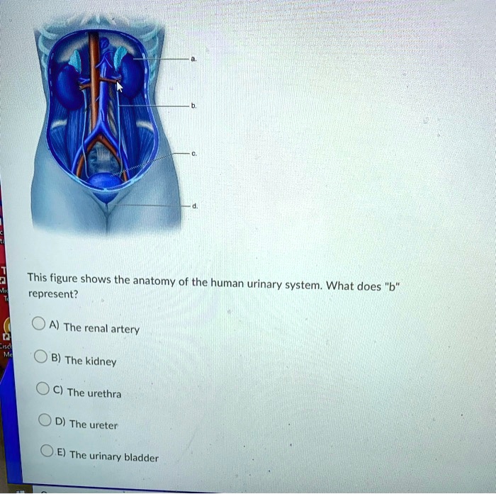 This figure shows the anatomy of the human urinary system...