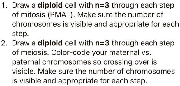 SOLVED: draw both seperately please thanks 1 Draw a diploid cell with n ...