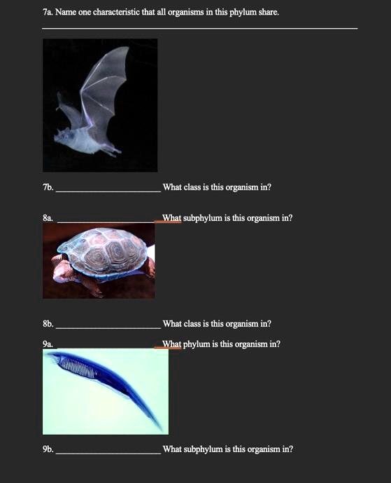 SOLVED: 7a. Name one characteristic that all organisms in this phylum ...