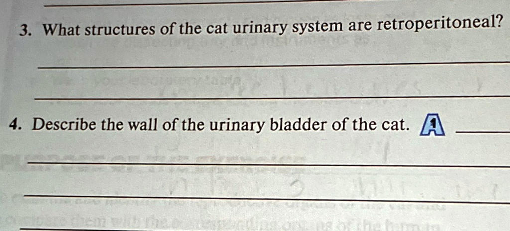 What structures of the cat urinary system are retroperitoneal? Describe ...