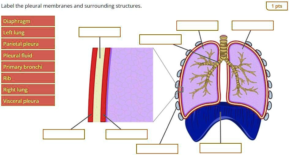 SOLVED: Label the pleural membranes and surrounding structures. 1 pt Diaphragm Left lung ...