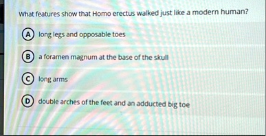 what features show that homo erectus walked just like a modern human a ...