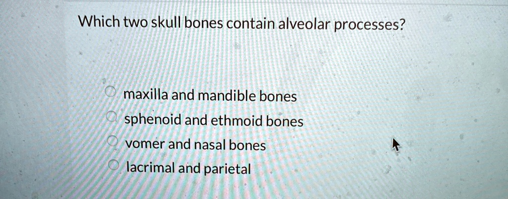 which two skull bones contain alveolar processes maxilla and mandible ...