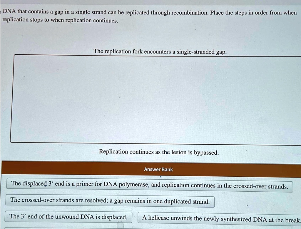DNA that contains a gap in a single strand can be replicated through ...