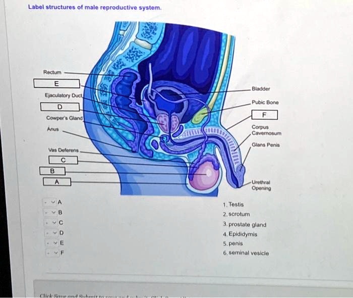 Label structures of male reproductive system. Rectum E Ejaculatory Duct ...